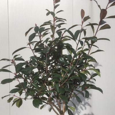 Photinia fraseri 'Red Robin' op stam 120 cm - Tas Boomkwekerij