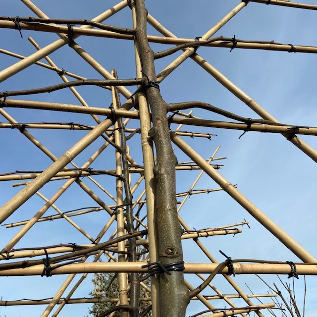 Leibomen - Tas Boomkwekerij