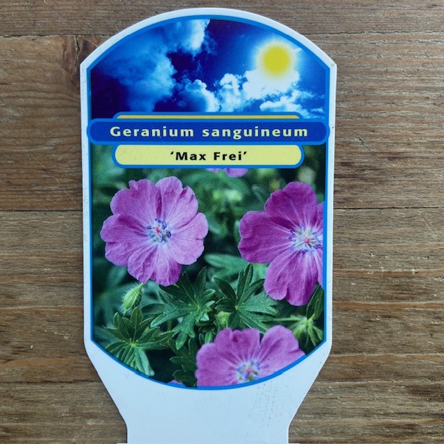 Geranium sang. 'Max Frei'(Ooievaarsbek) - Tas Boomkwekerij